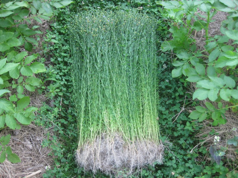 Linen Flax - Flax plant for spinning and weaving (plant fibers forum at ...