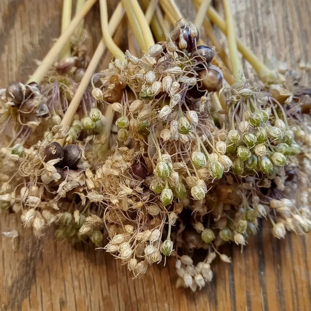 True Garlic Seed - how to grow it and other stuff (alliums forum at ...
