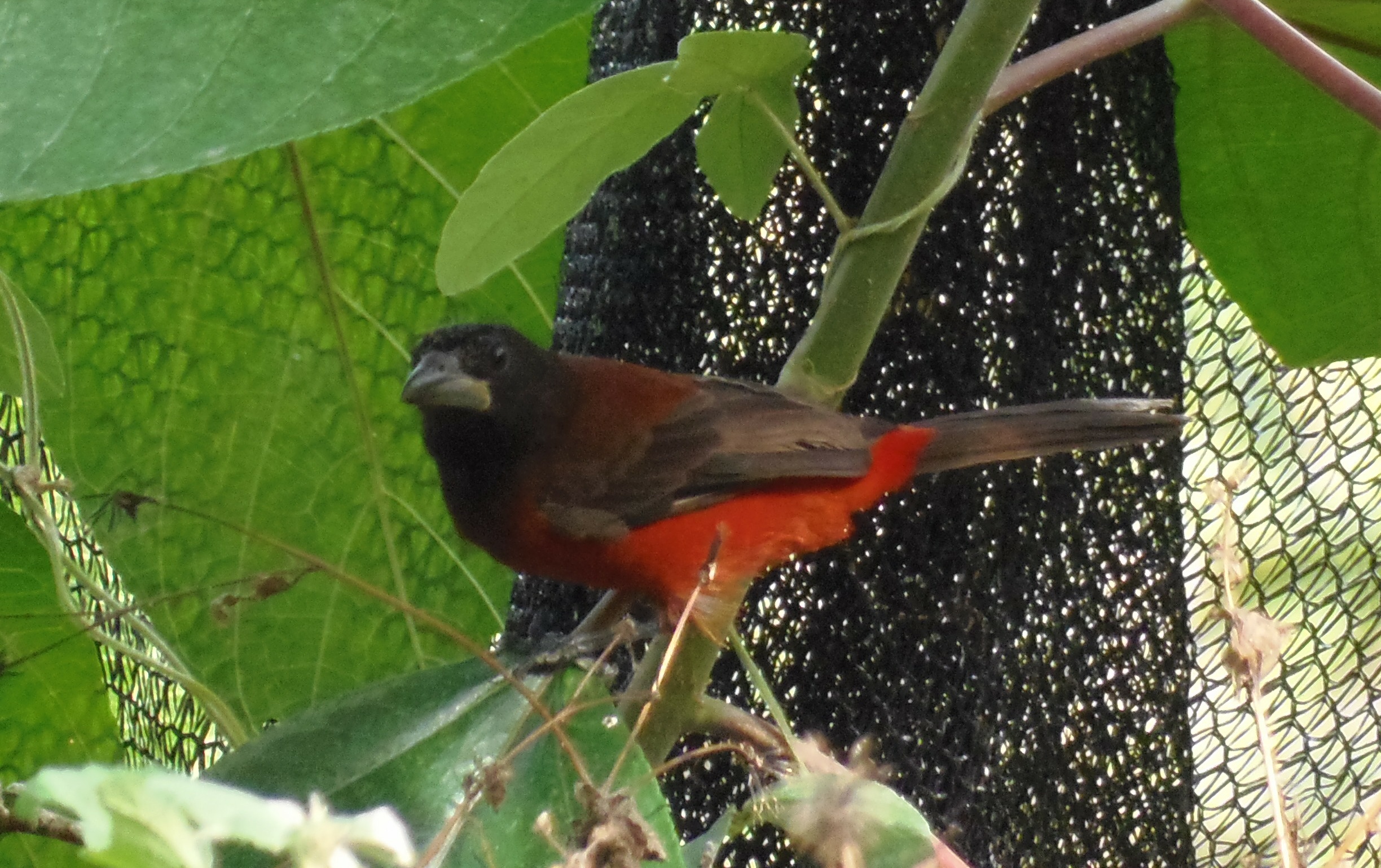 Permacultura San Joaquin, Colombia (south america / central america ...