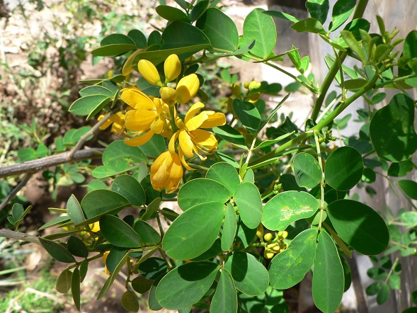 ID legume tree, edible sweet pod, yellow flower- Probably Christmas ...