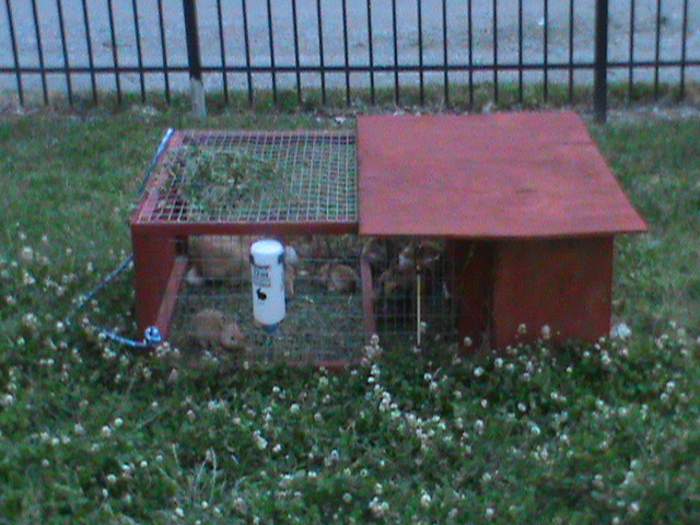 Free range meat rabbits - advice appreciated please (rabbits forum at ...