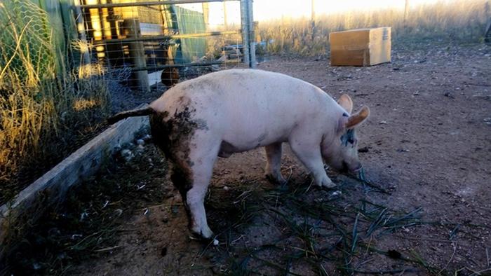 All about Diane Bourgault