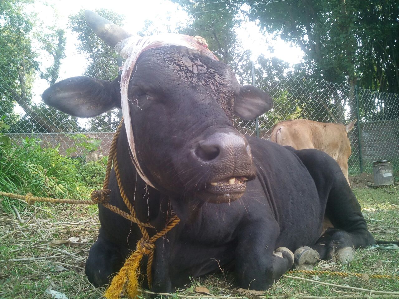 Keeping biting flies off my cows! (cattle forum at permies)