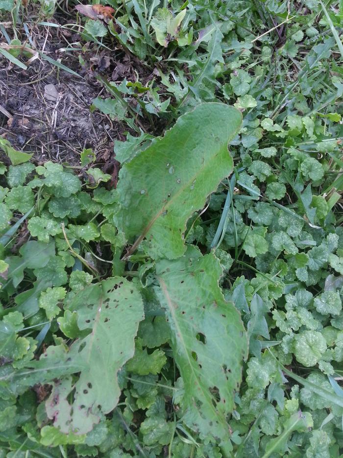 What's this plant? - prairie dock (wildcrafting forum at permies)