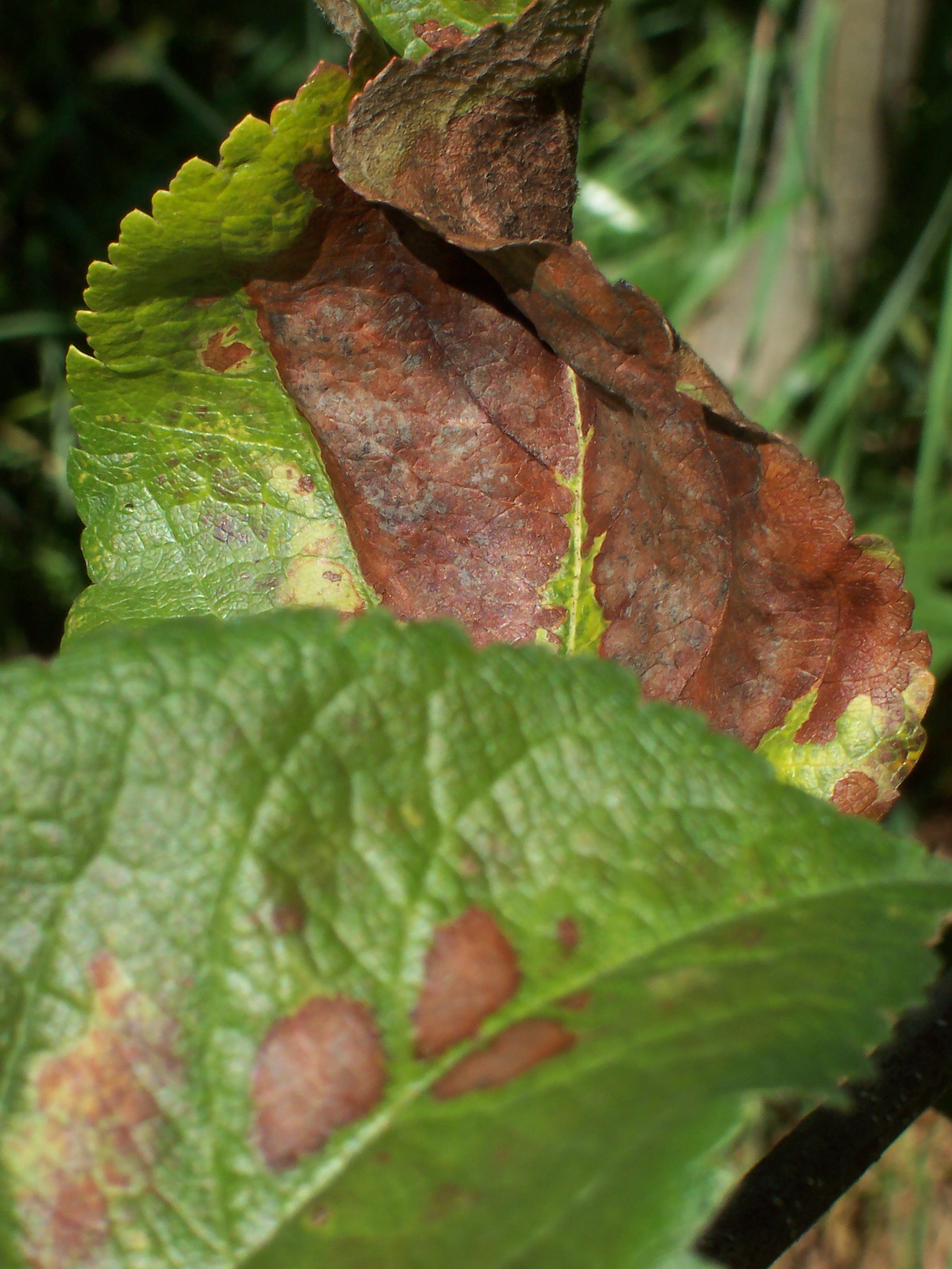 Brown Spots On Leaves Aumondeduvin