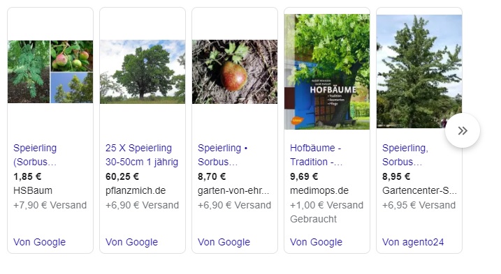 Sorbus domestica - Service Tree - Jerusalem Pear - Whitty Pear - Sorb ...