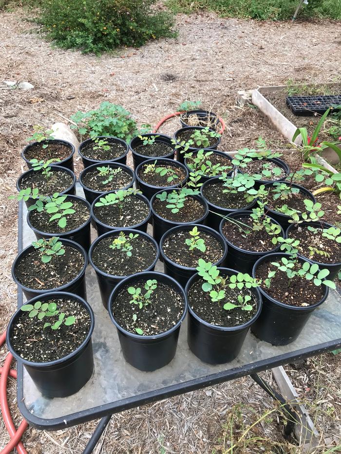 Transforming 20 Acres of Timber Lot Into a Hedged Homestead (trees ...