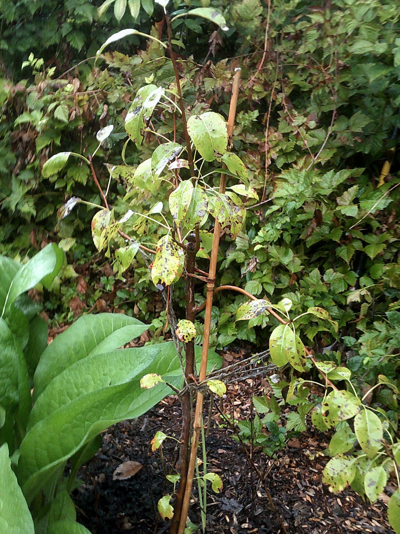 What's wrong with my daughter's Orcas Pear and my Orcas prune? Black ...