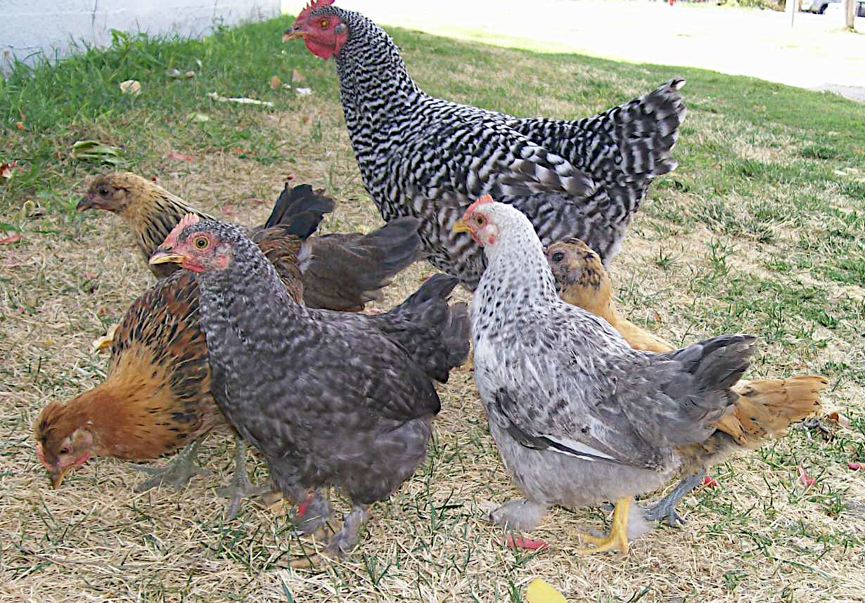 Favorite chicken breed? (chickens forum at permies)